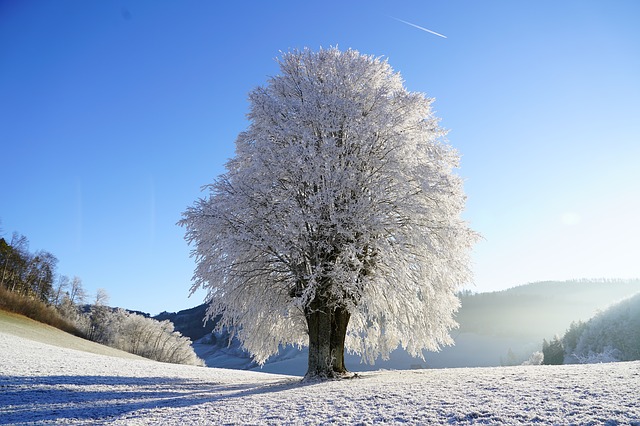 What Trees Look Best During the Winter? - Harford Tree