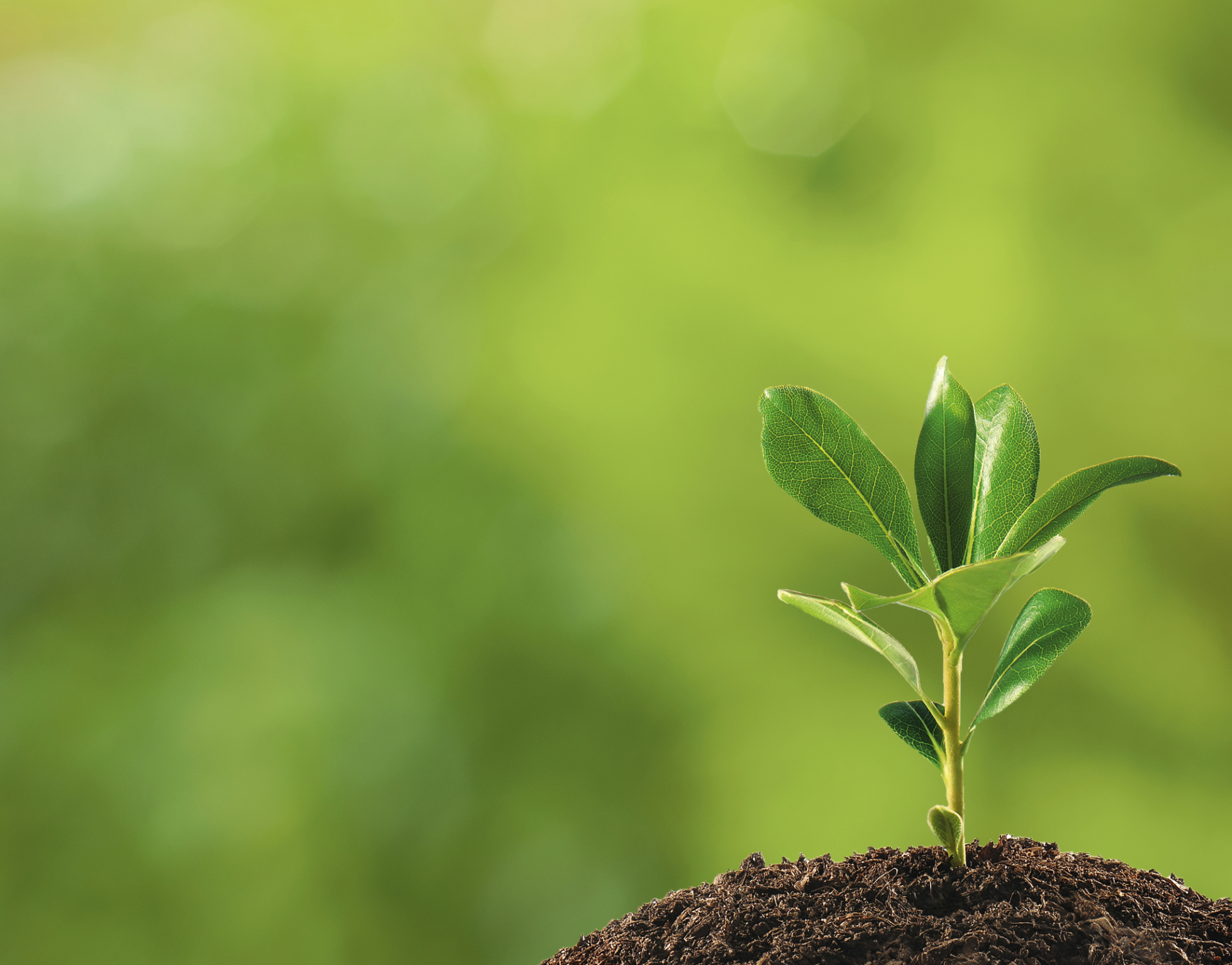 Tips for Taking Care of a New Sapling - Harford Tree