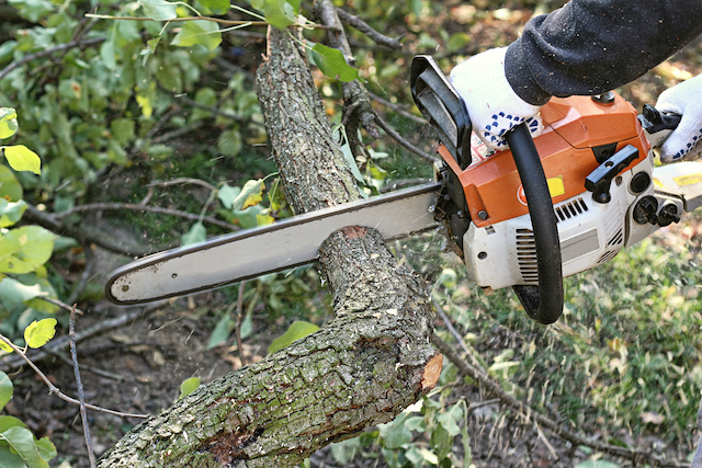 Can Split Tree Limbs Be Saved? - Harford Tree