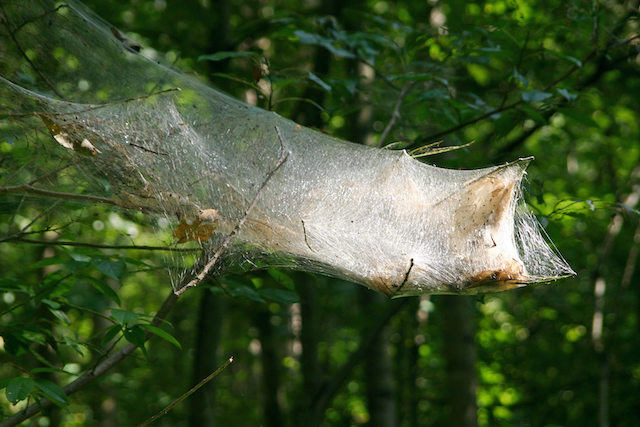 Which Insects Are Building Webs in My Trees? - Harford Tree