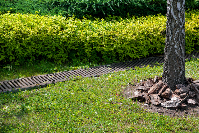 Is It Possible to Save a Sick Tree? - Harford Tree