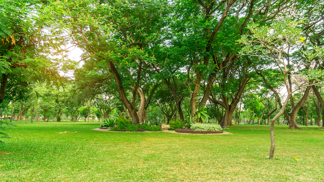Ideas for Filling the Space Where a Tree Was - Harford Tree