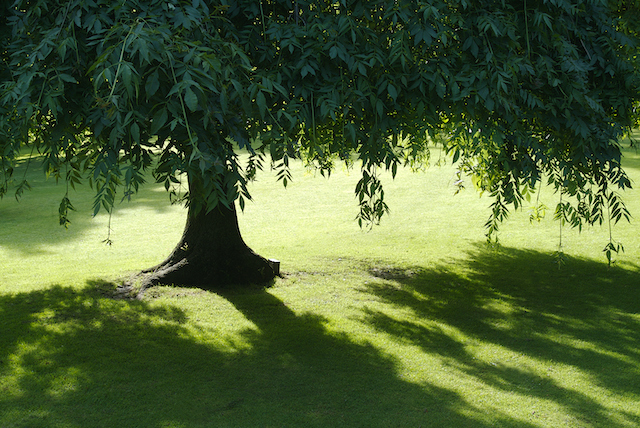 How Can You Tell If Shade Trees Are Right for Your Yard? - Harford Tree
