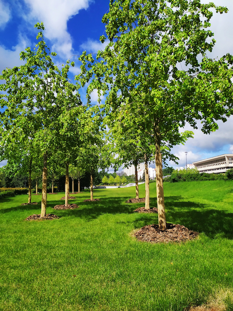 How to Take Care of Your Newly Planted Tree - Harford Tree