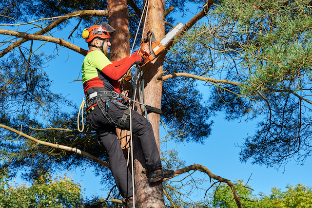 Tree Pruning Tools That Every Arborist Uses - Harford Tree