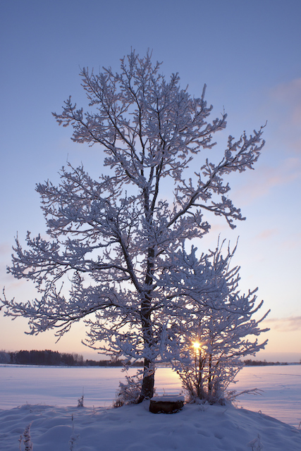 The Smartest Ways to Protect Your Trees This Winter - Harford Tree