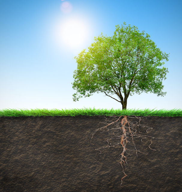 What To Look for In Root Care Services - Harford Tree