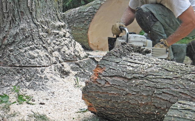 What to Expect When You're Getting Your Trees Removed - Harford Tree