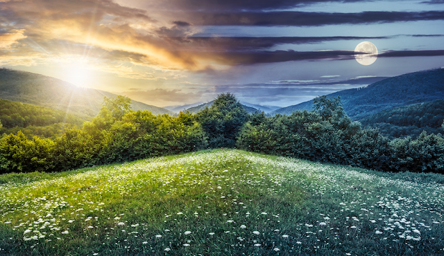 How to Maintain Healthy Trees for the Summer - Harford Tree