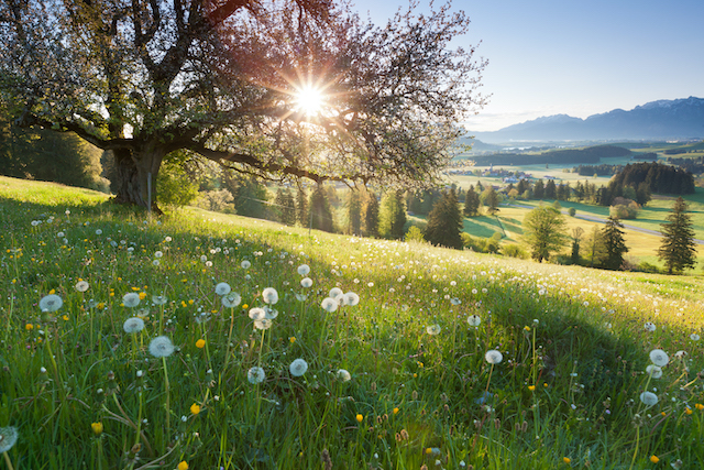 Ways to Help Your Landscape Survive the Dry Periods of Summer - Harford ...