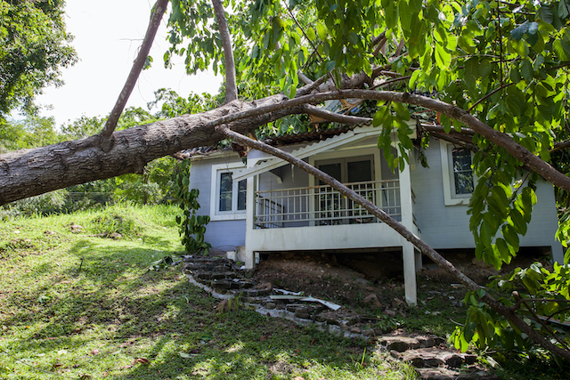 Crucial Steps to Follow After a Tree Falls in Your Yard - Harford Tree