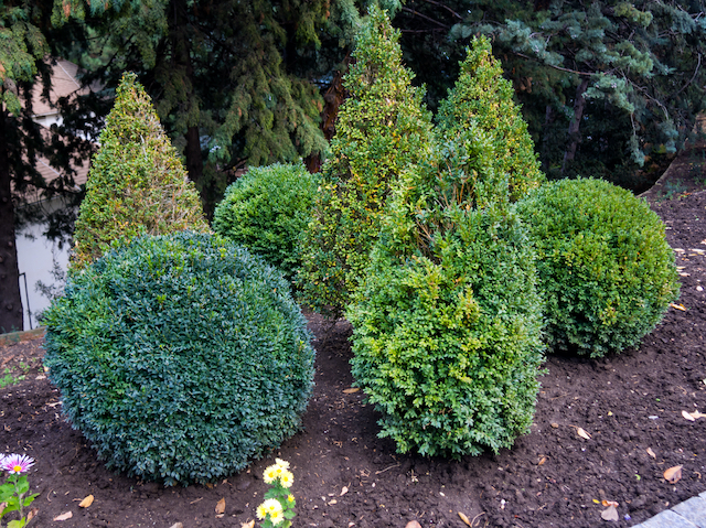 Why Shrub Pruning is So Important for Your Property - Harford Tree