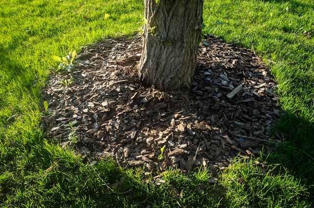 Can You Fix or Stop a Tree Trunk Rotting at the Base? - Harford Tree