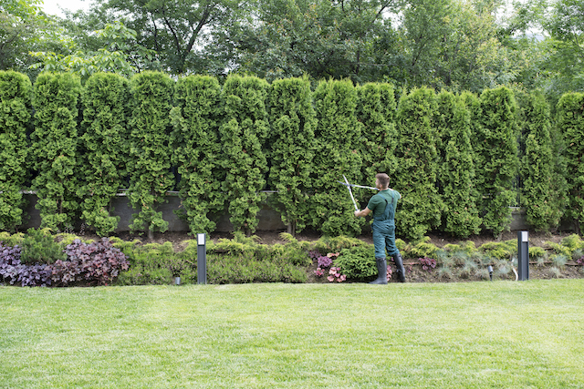Ways to Reduce Heat Stress on Your Property’s Trees - Harford Tree
