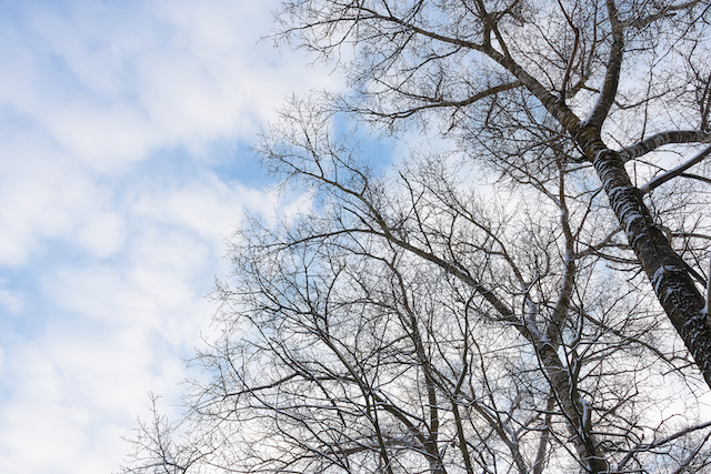 What Mild Winter Means for Your Tree Care Routine - Harford Tree