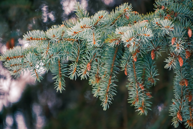 The Smartest White Spruce Tree Care Tips for the Winter - Harford Tree